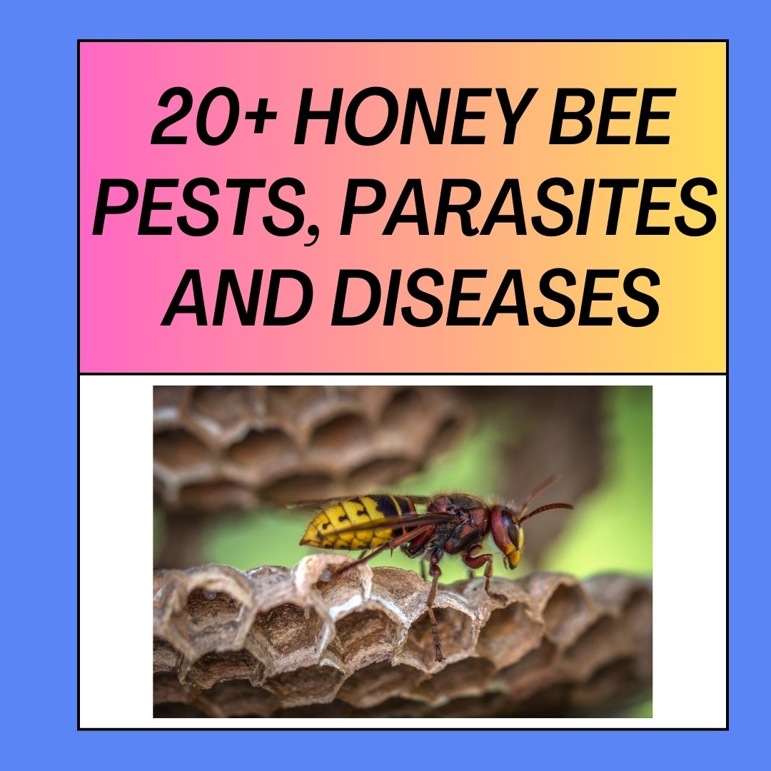 20+ Honey Bee Pests, Parasites And Diseases You Must Know