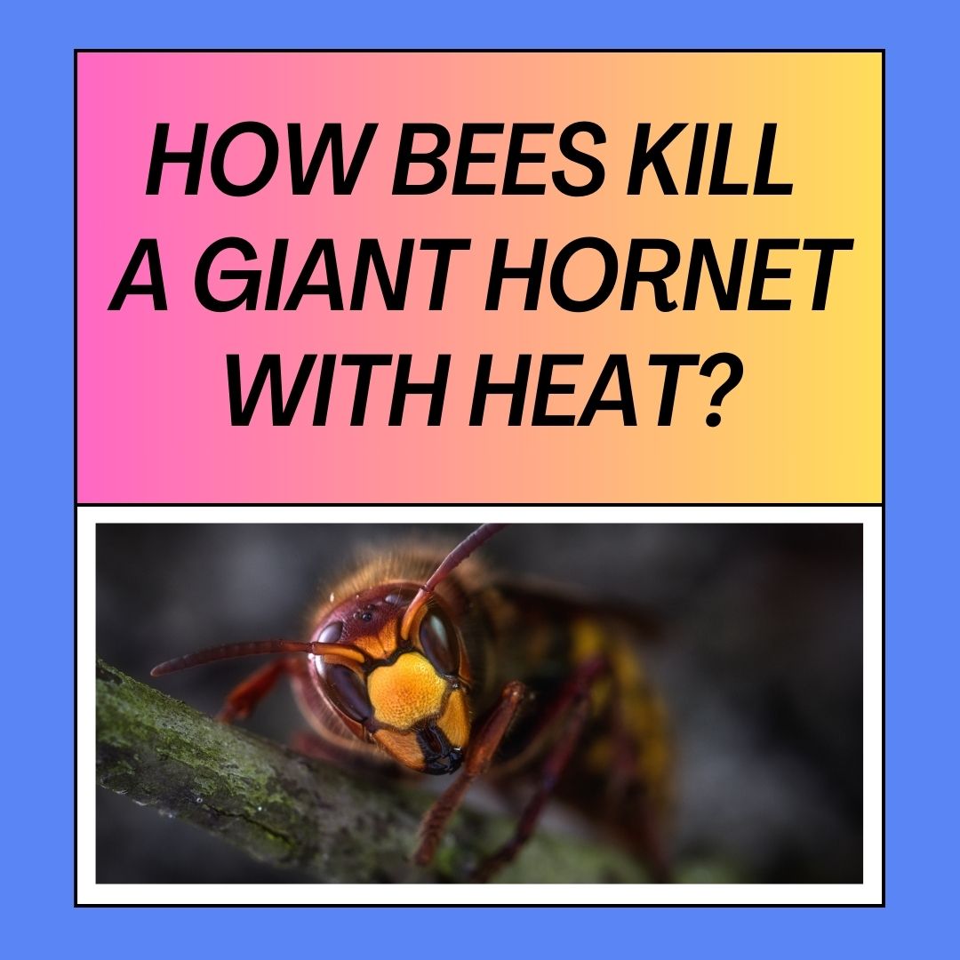 How Do Bees Kill A Giant Hornet With Heat?