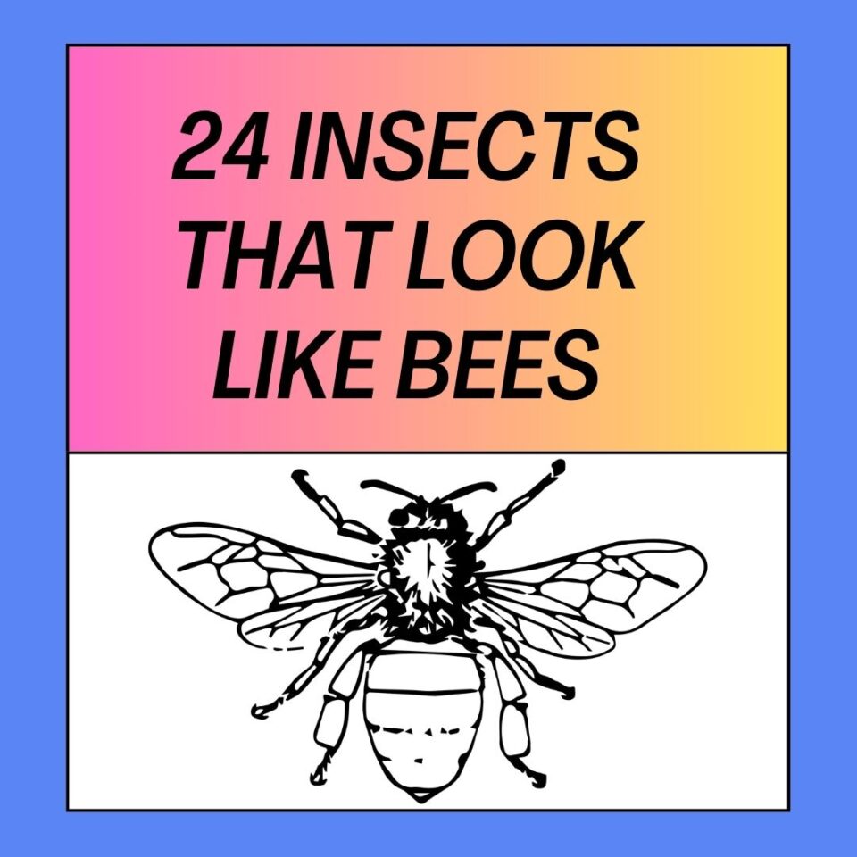 24 Insects That Look Like Bees