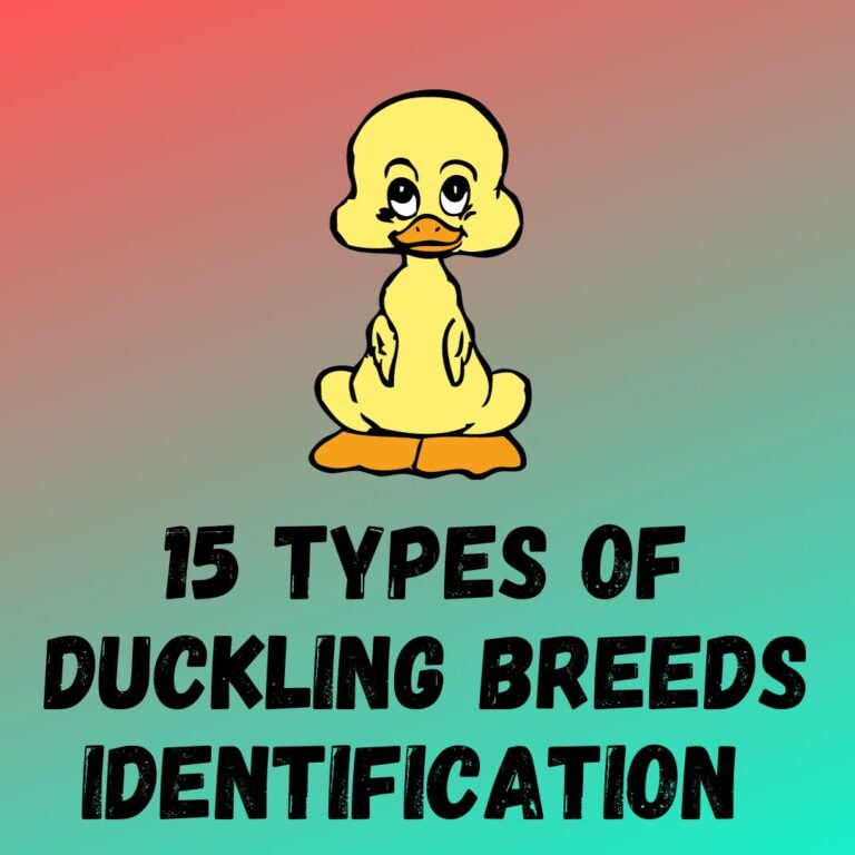 20 Types Of Duckling Breeds Identification (With Pictures