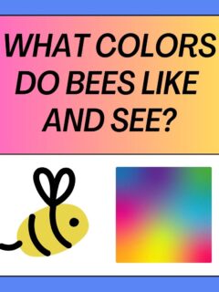 What Colors Do Bees Like And See? Bee's Color Spectrum