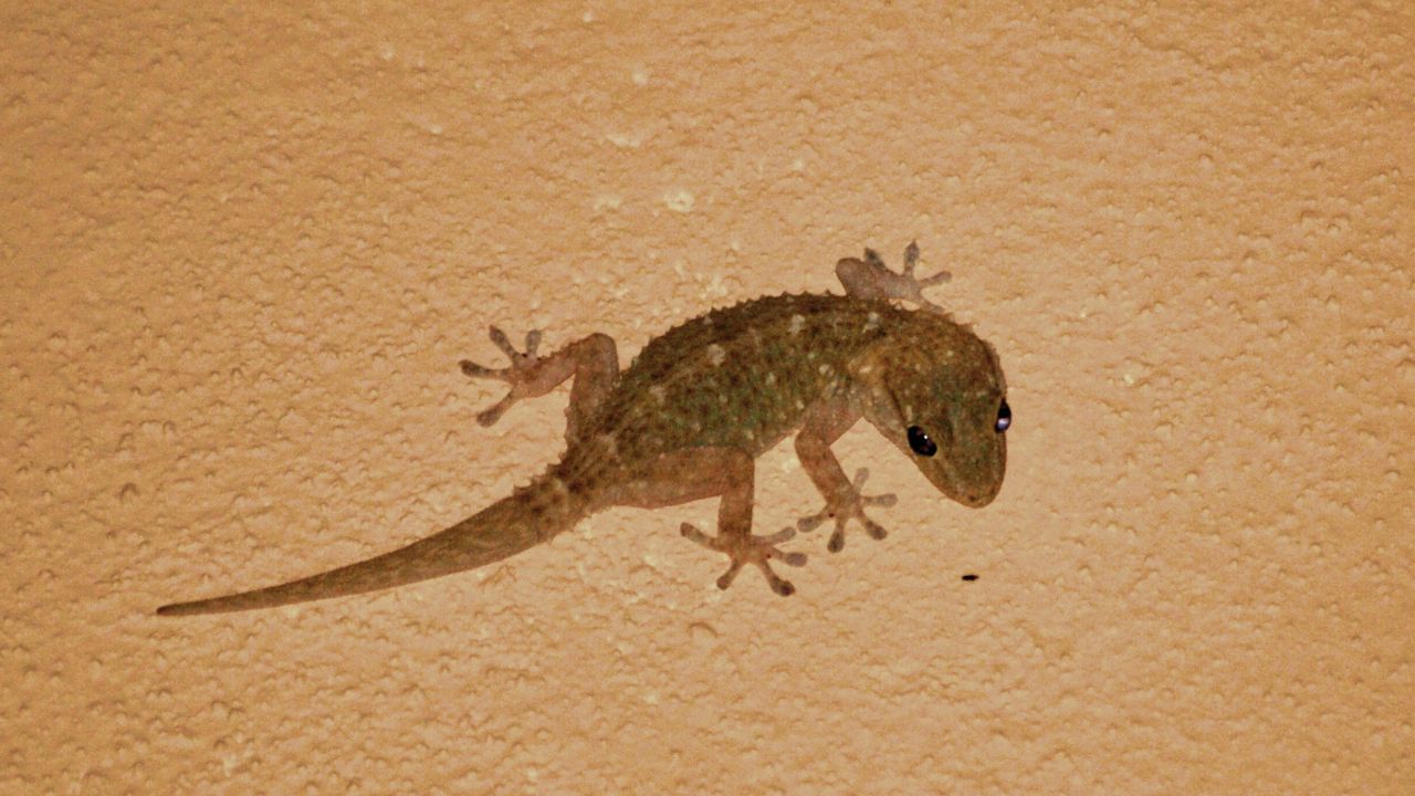 Are Lizards Poisonous?[3 Venomous Lizards Discussed]