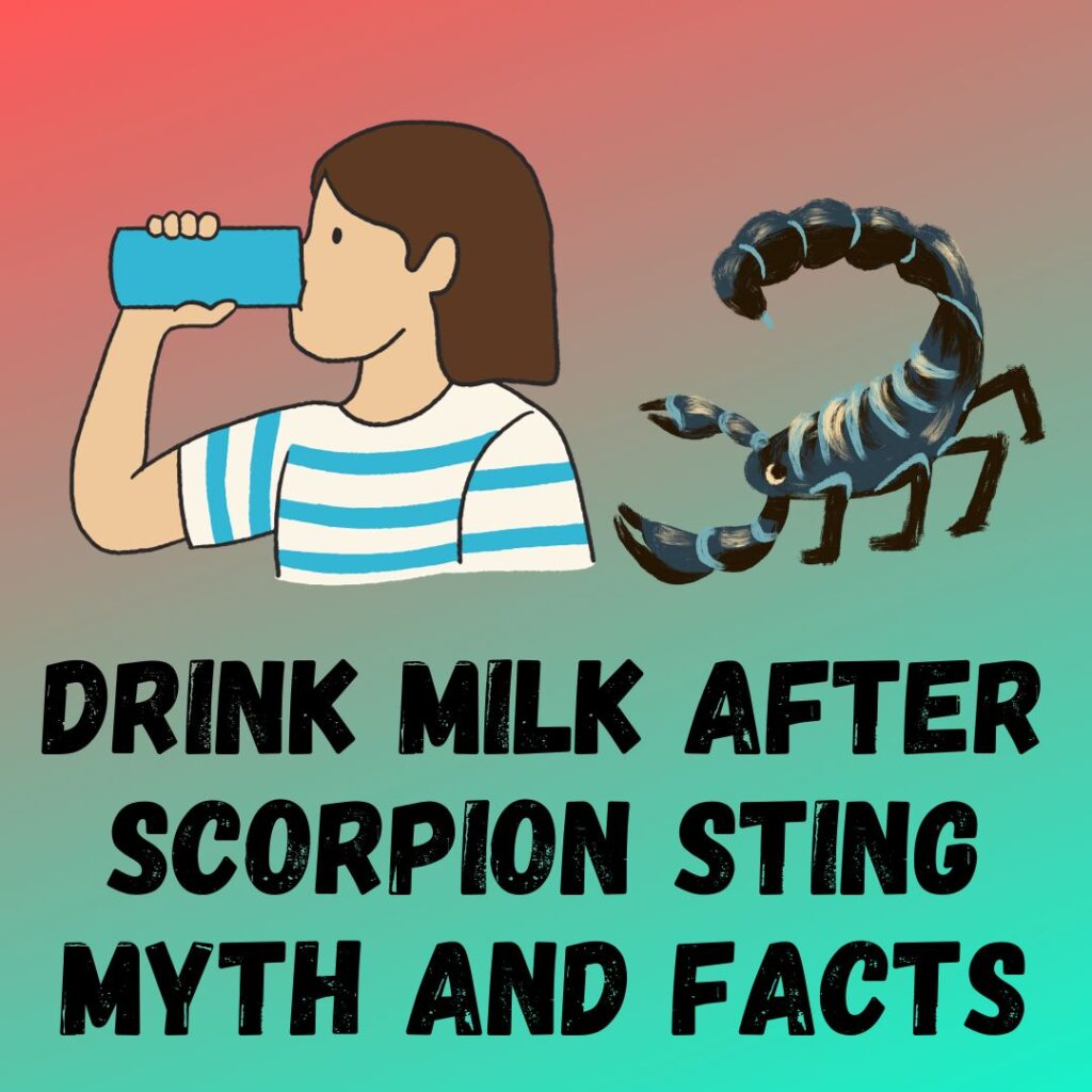 Drinking Milk After A Scorpion Sting: Myth And Facts