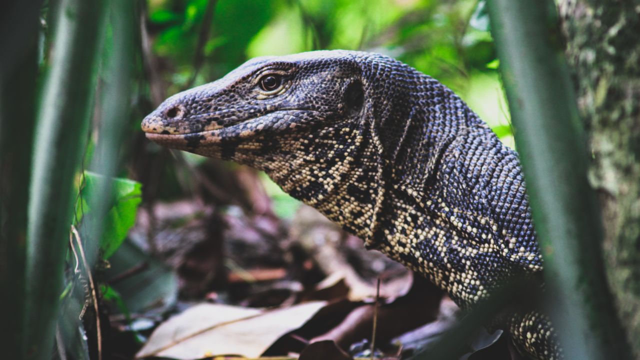 Are Lizards Poisonous?[3 Venomous Lizards Discussed]