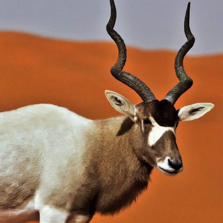 31 Animals That Resemble And Look Like Deer (With Pictures)