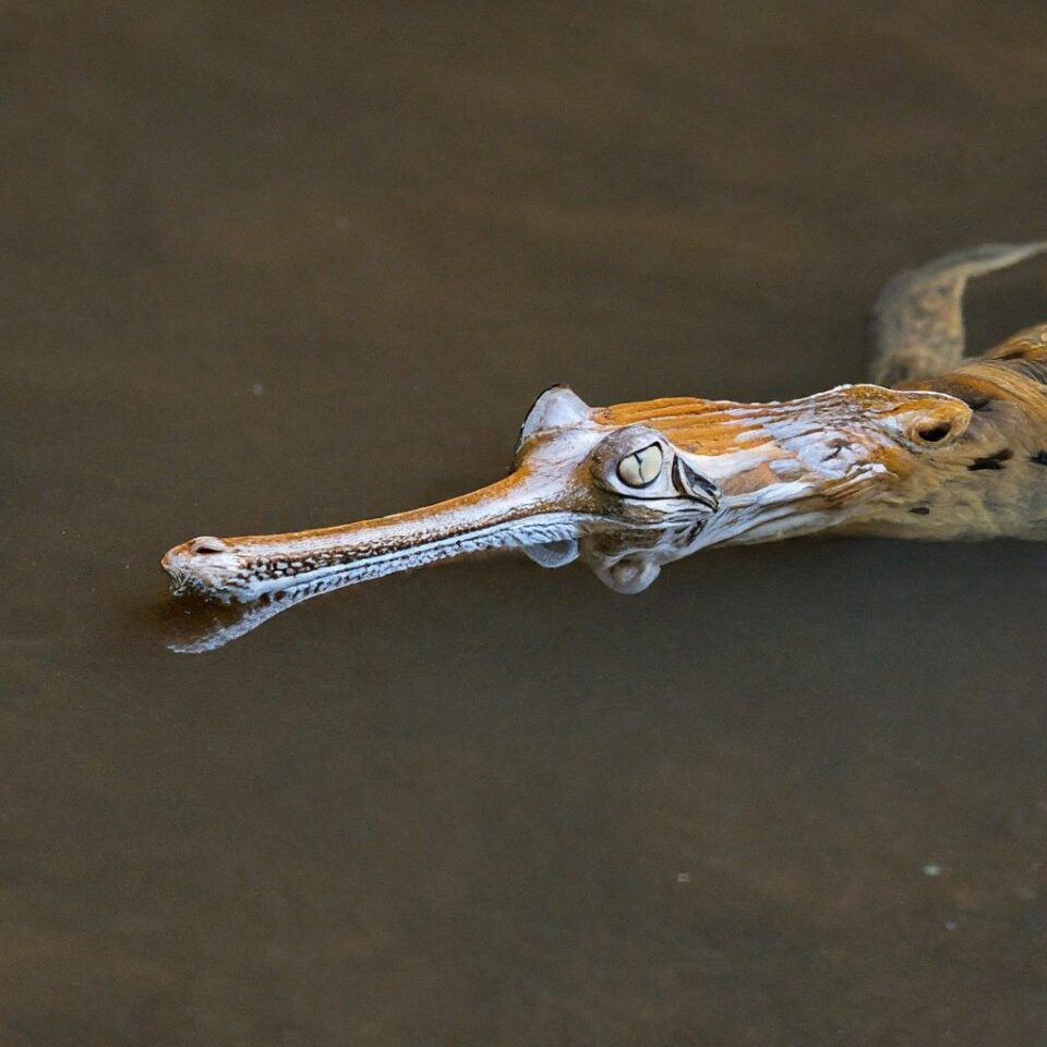 24 Types Of Crocodiles: Exploring The Diversity (With Pictures)