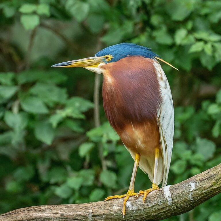51 Types Of Heron Species: Herons Diversity (With Pictures)