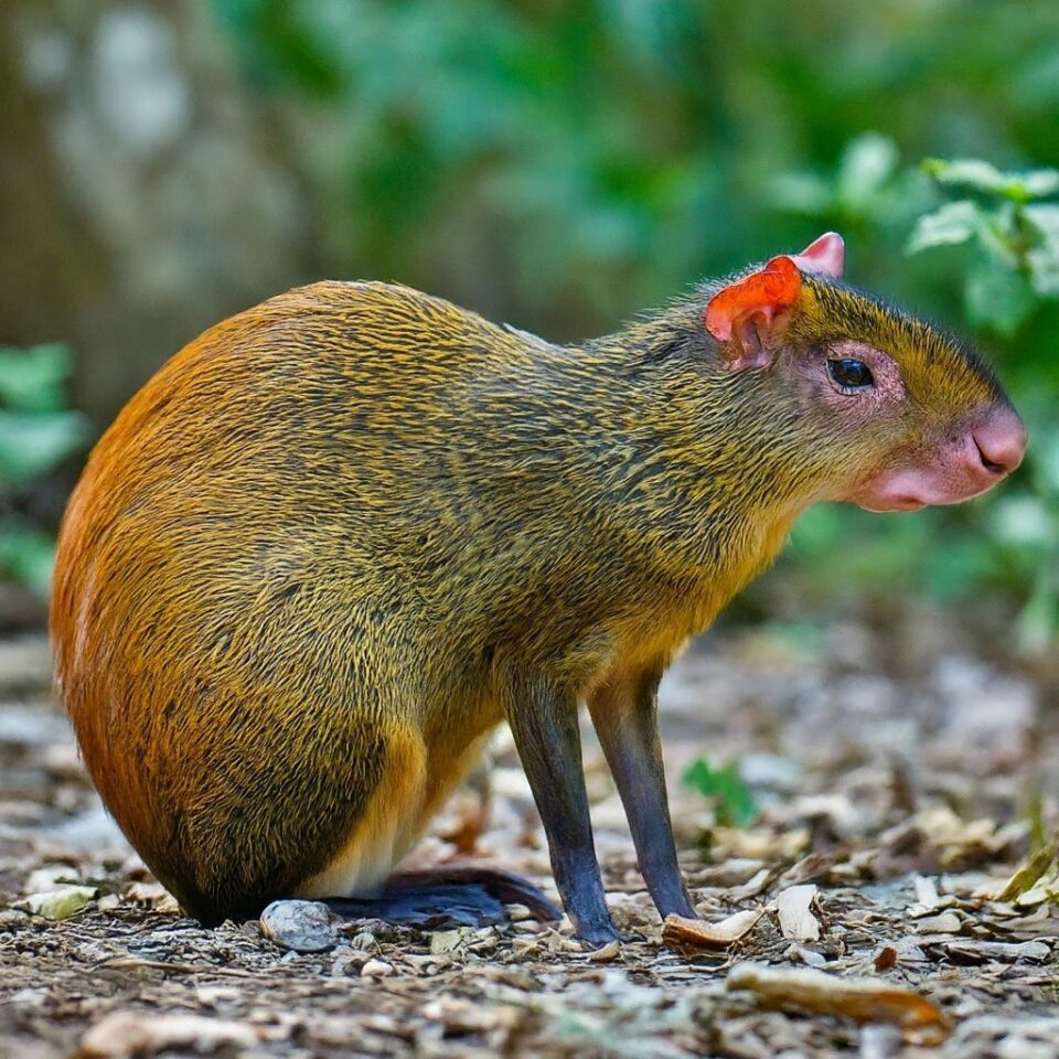 26 Animals That Look Like Chinchillas (With Pictures)