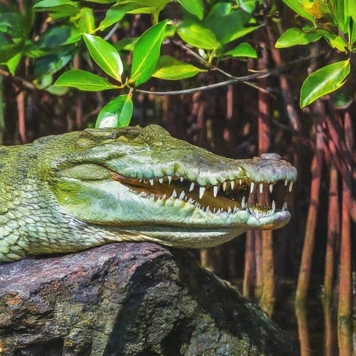 24 Types Of Crocodiles: Exploring The Diversity (With Pictures)