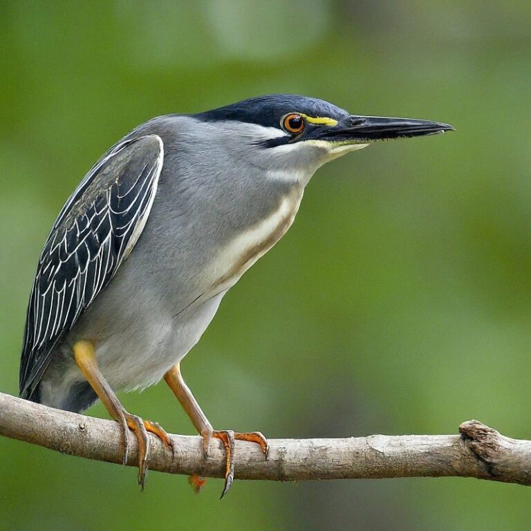 51 Types Of Heron Species: Herons Diversity (With Pictures)