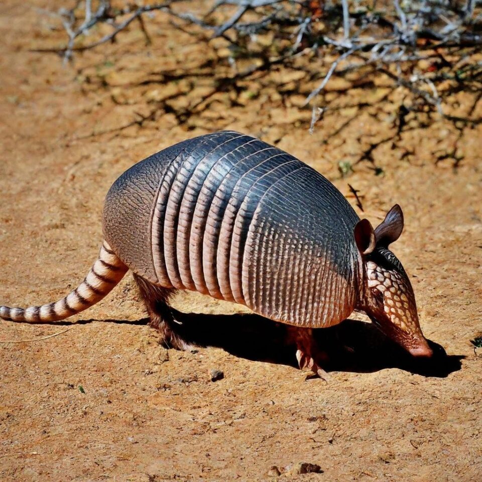 36 Animals That Resemble And Look Like Anteaters (With Pictures)