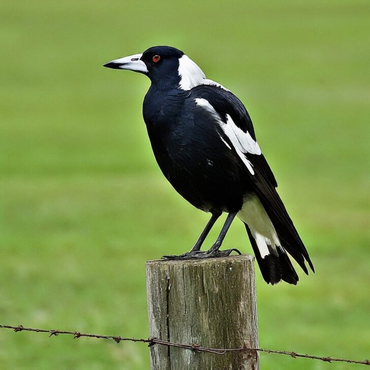 16 Animals That Make Laughing Sounds (With Pictures)