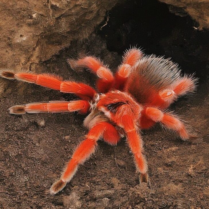 25+Most Aggressive And Poisonous Tarantulas (With Pictures)
