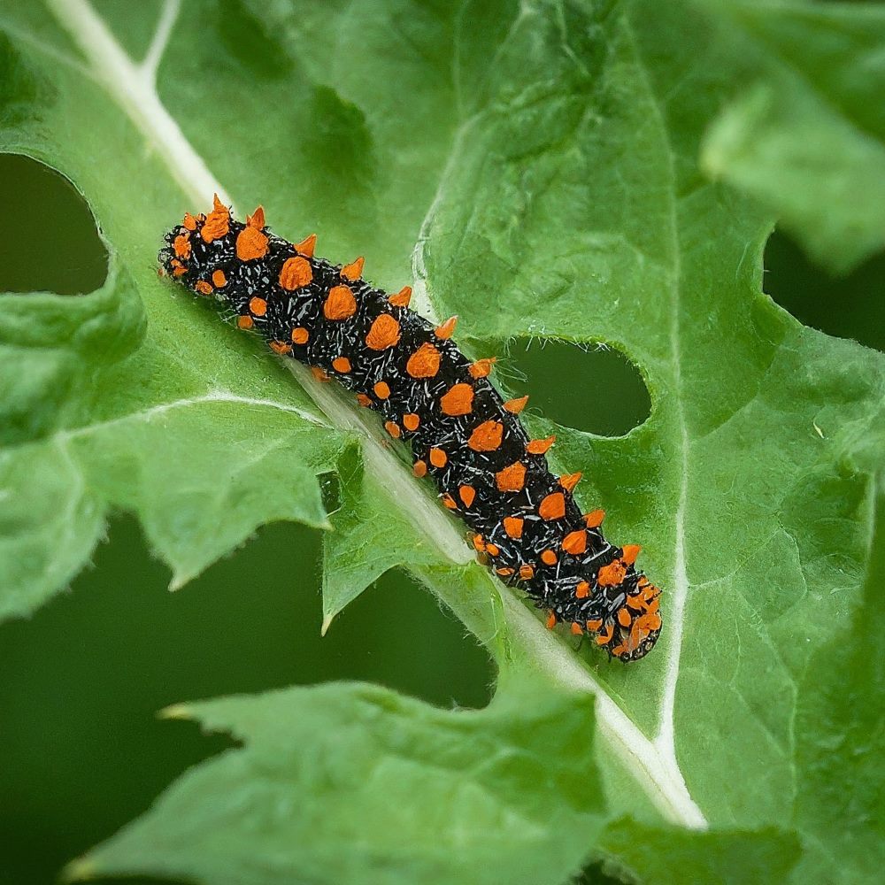 35 Types Of Orange And Black Caterpillars With Pictures 35 Types Of Orange And Black Caterpillars With Pictures