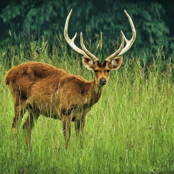 31 Animals That Resemble And Look Like Deer (With Pictures)