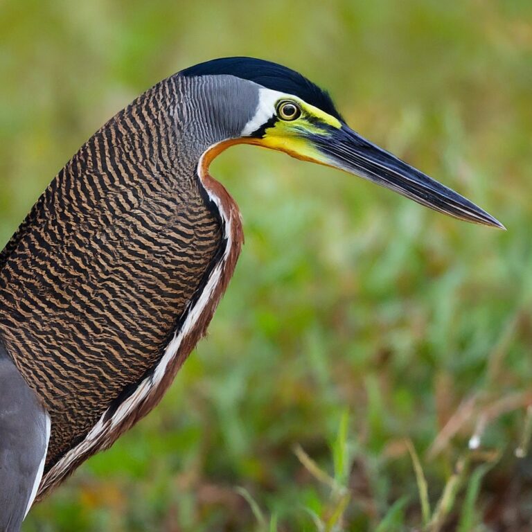 51 Types Of Heron Species: Herons Diversity (With Pictures)