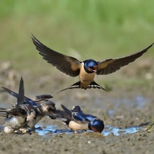 13 Animals That Wallow In Mud Or Dust Bathe
