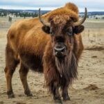 25 Unusual Hybrid Animals That Exists! (With Pictures)