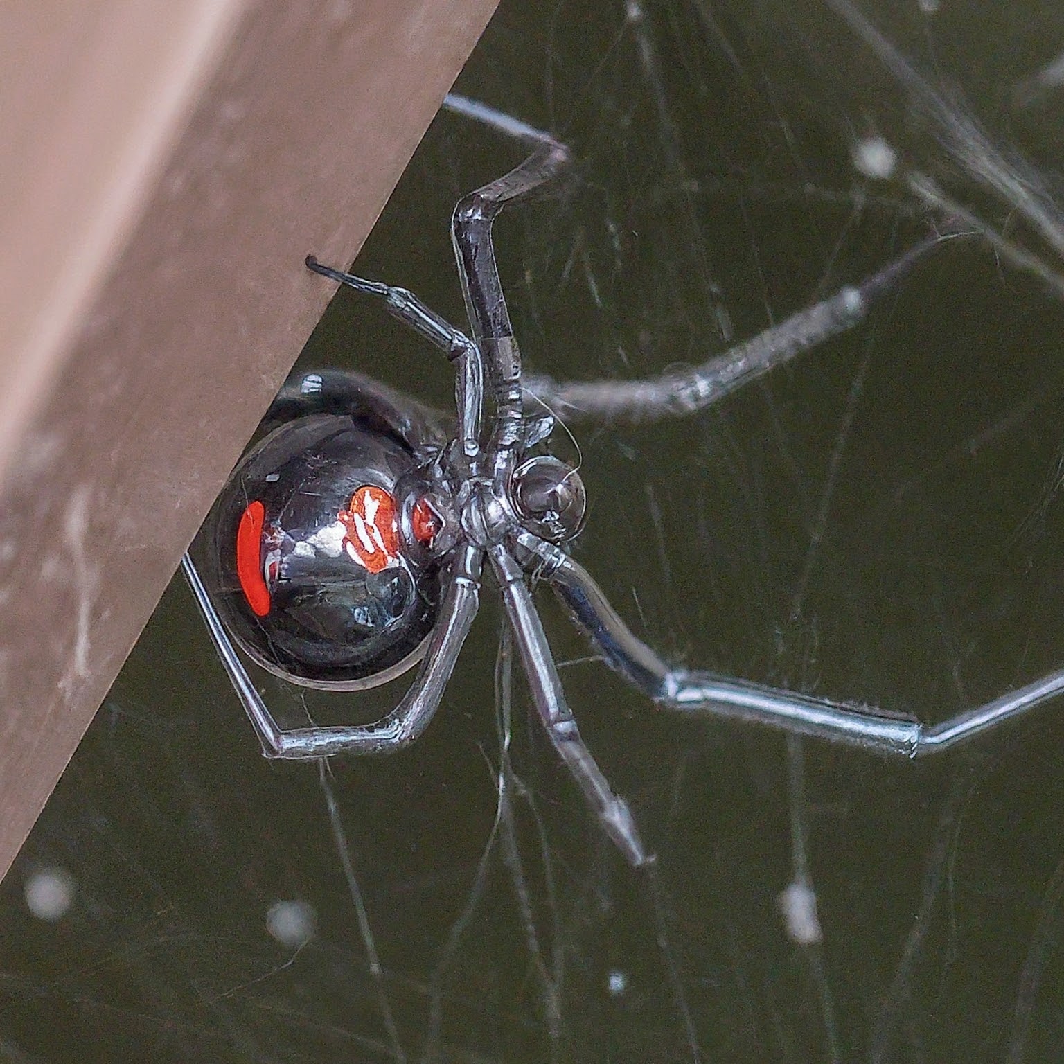 15 Spiders Species That Play Dead But Are Alive! (With Pictures)