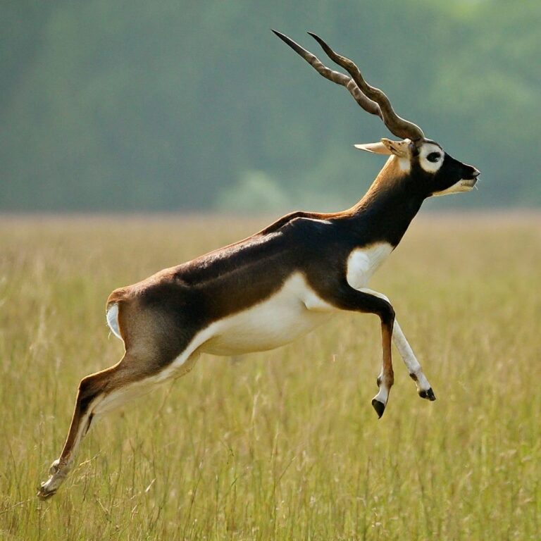31 Animals That Resemble And Look Like Deer (With Pictures)