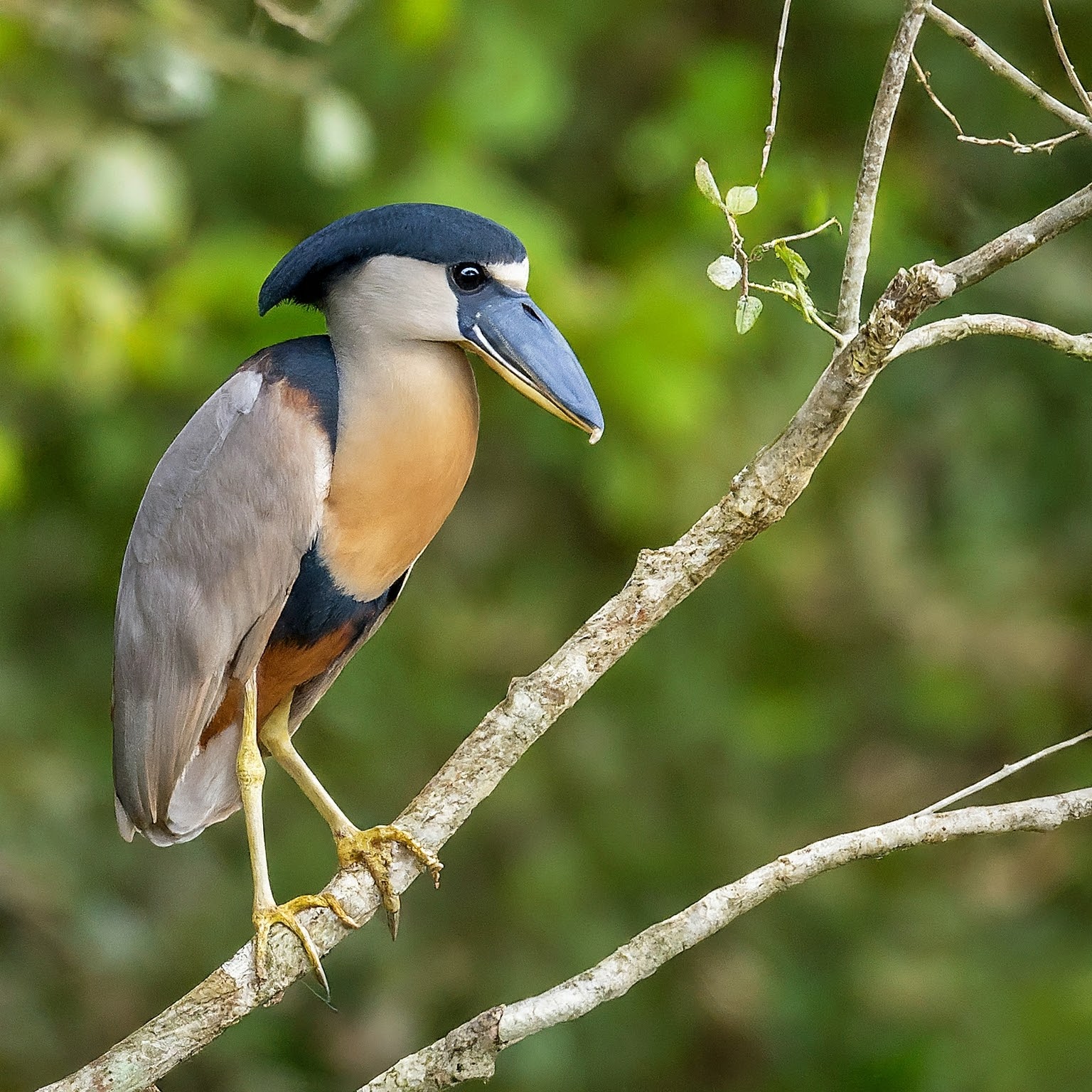 51 Types Of Heron Species: Herons Diversity (With Pictures)