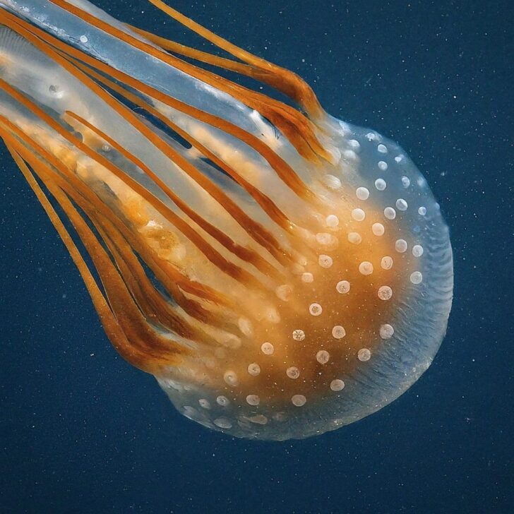 23 Animals With Multiple Eyes (With Pictures)