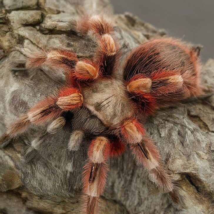 25+Most Aggressive And Poisonous Tarantulas (With Pictures)