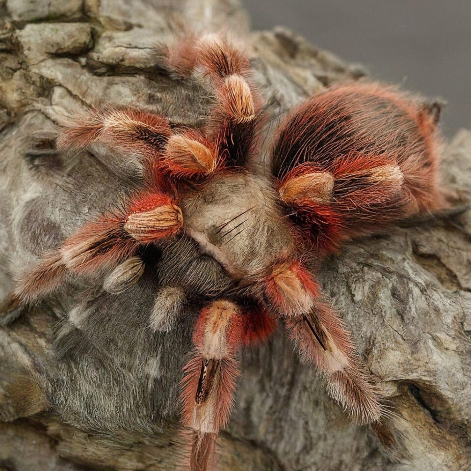 25+Most Aggressive And Poisonous Tarantulas (With Pictures)