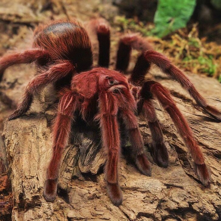 25+Most Aggressive And Poisonous Tarantulas (With Pictures)