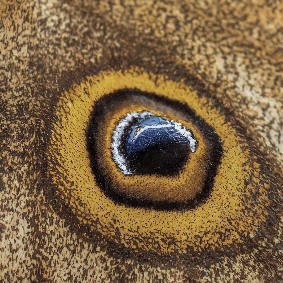 23 Animals With Multiple Eyes (With Pictures)