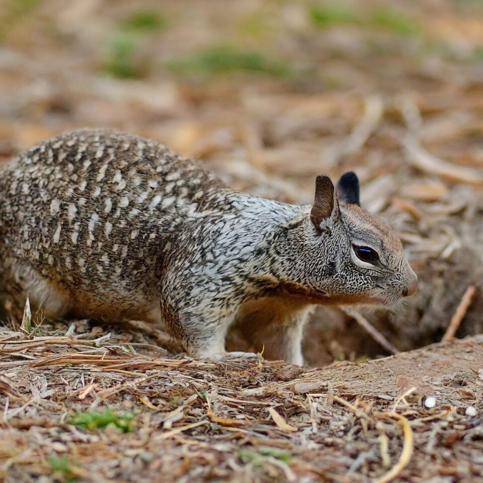 26 Animals That Look Like Chinchillas (With Pictures)