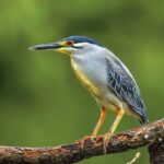 51 Types Of Heron Species: Herons Diversity (With Pictures)