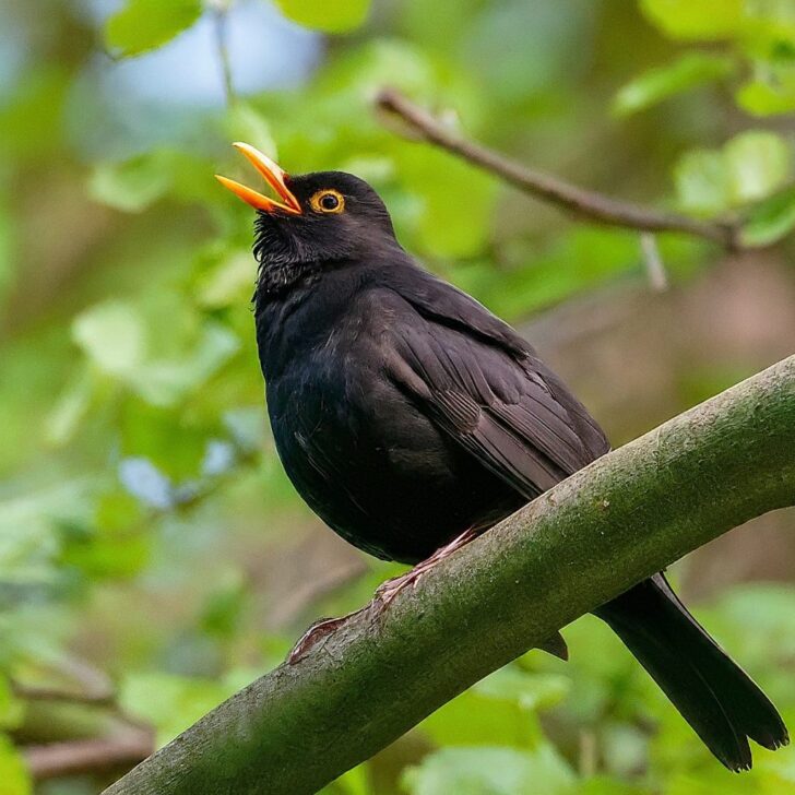 40+ Unique Black Birds With Orange Beaks (With Pictures)