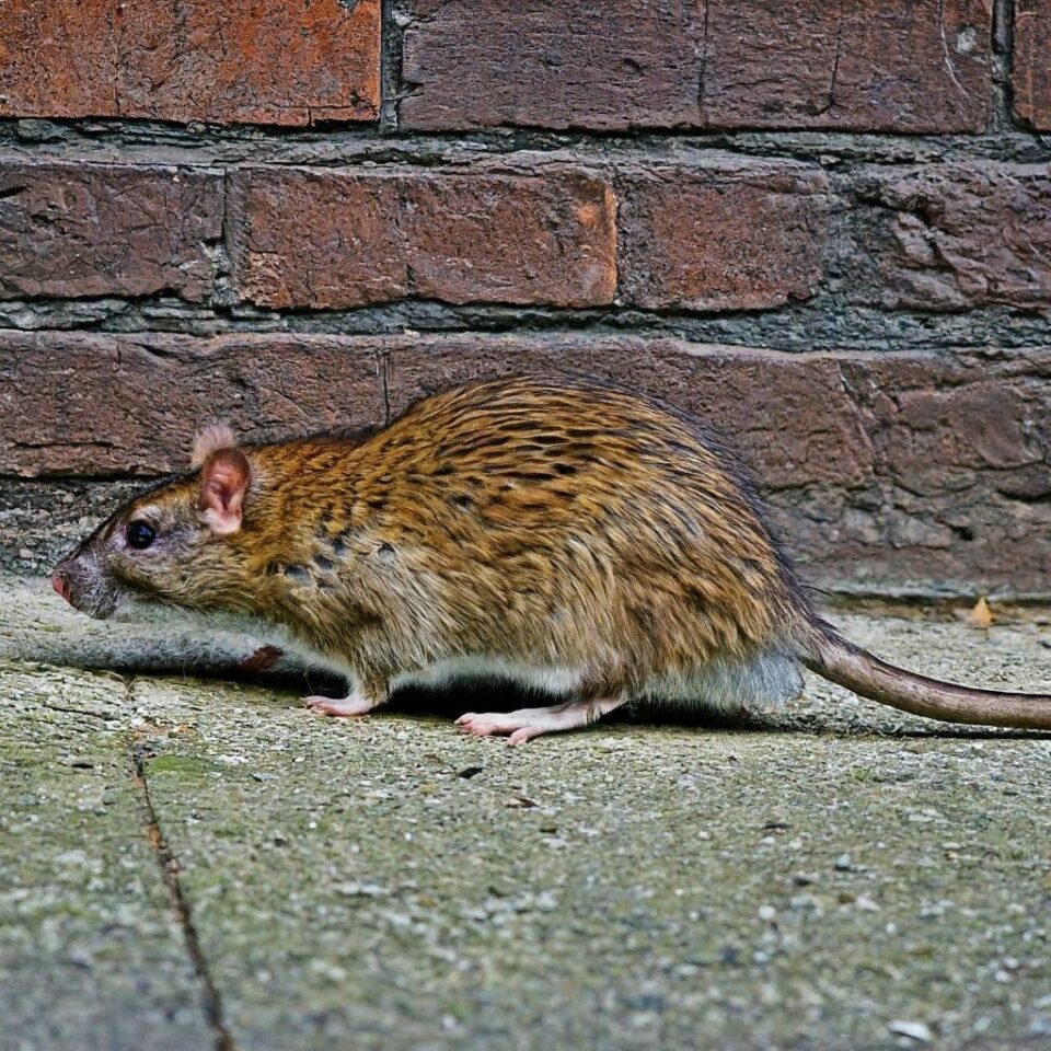 26 Animals That Look Like Chinchillas (With Pictures)