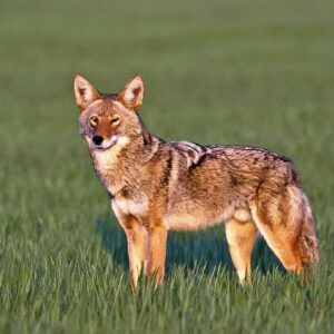 16 Animals That Make Laughing Sounds (With Pictures)