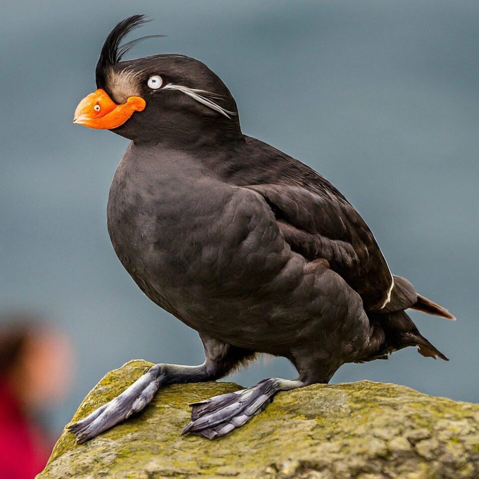 40+ Unique Black Birds With Orange Beaks (With Pictures)