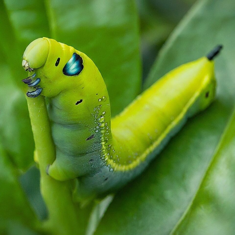 41 Types Of Brown Caterpillars (With Pictures)