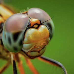 23 Animals With Multiple Eyes (With Pictures)