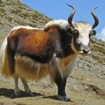 25 Unusual Hybrid Animals That Exists! (With Pictures)