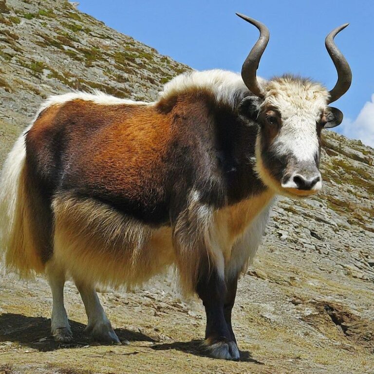 25 Unusual Hybrid Animals That Exists! (With Pictures)