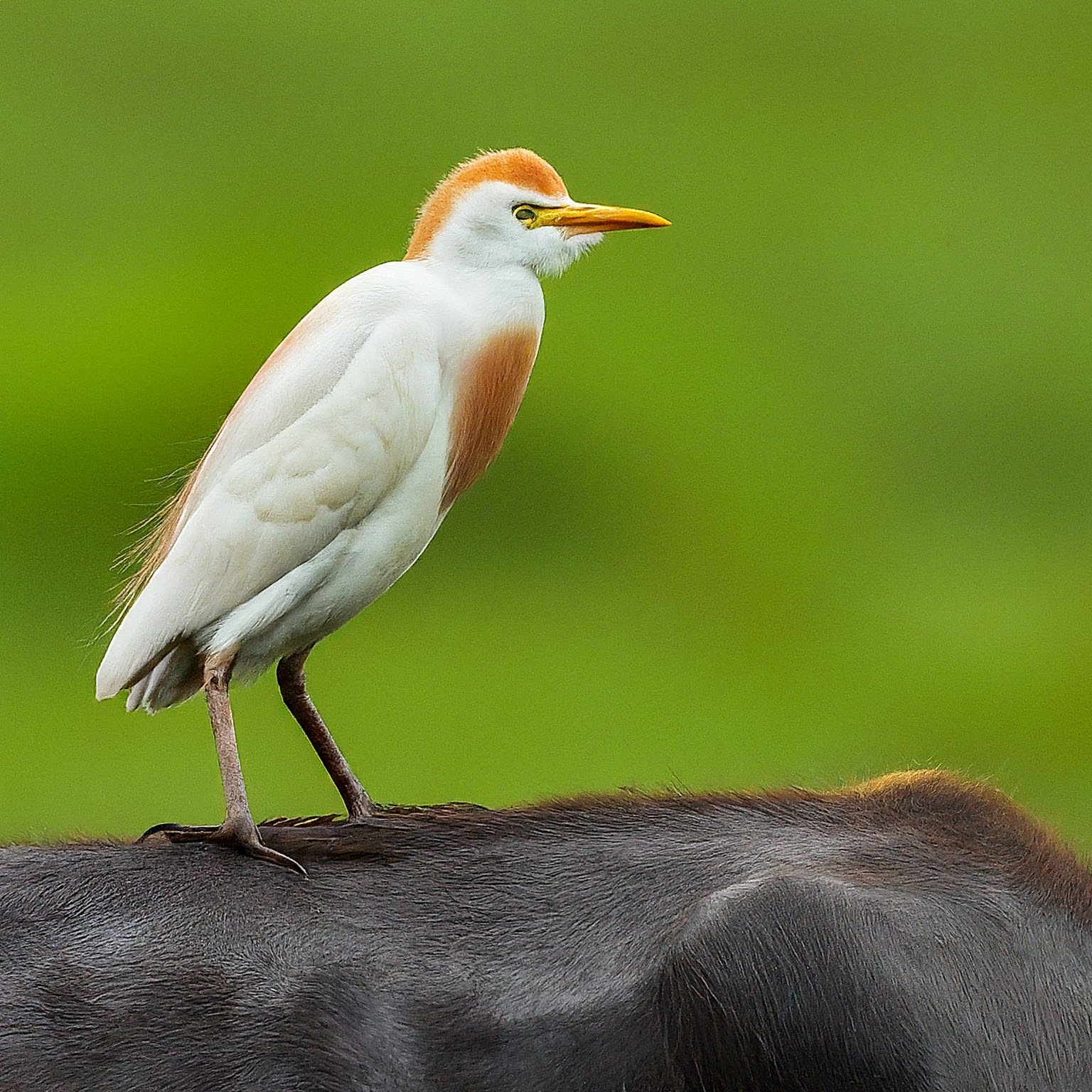 51 Types Of Heron Species: Herons Diversity (With Pictures)