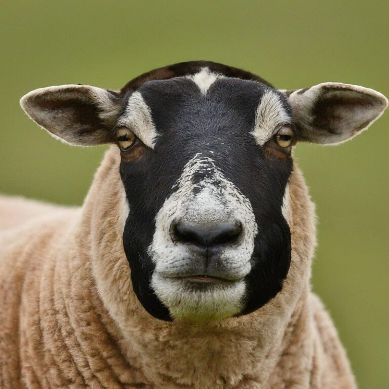 25 Unusual Hybrid Animals That Exists! (With Pictures)