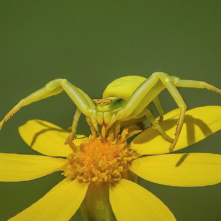 19 Spiders That Resemble And Look Like Crabs (With Pictures)