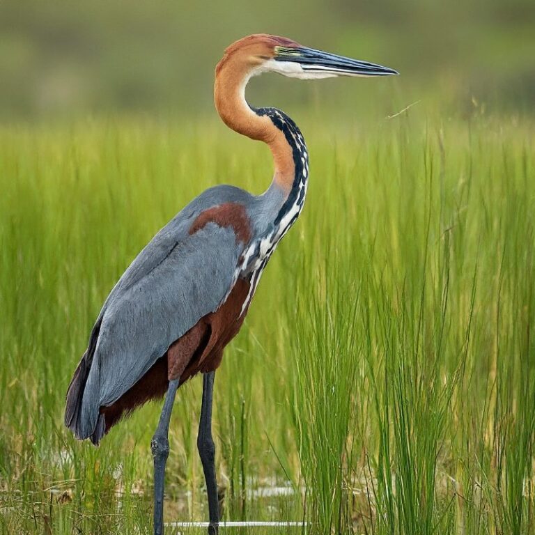51 Types Of Heron Species: Herons Diversity (With Pictures)