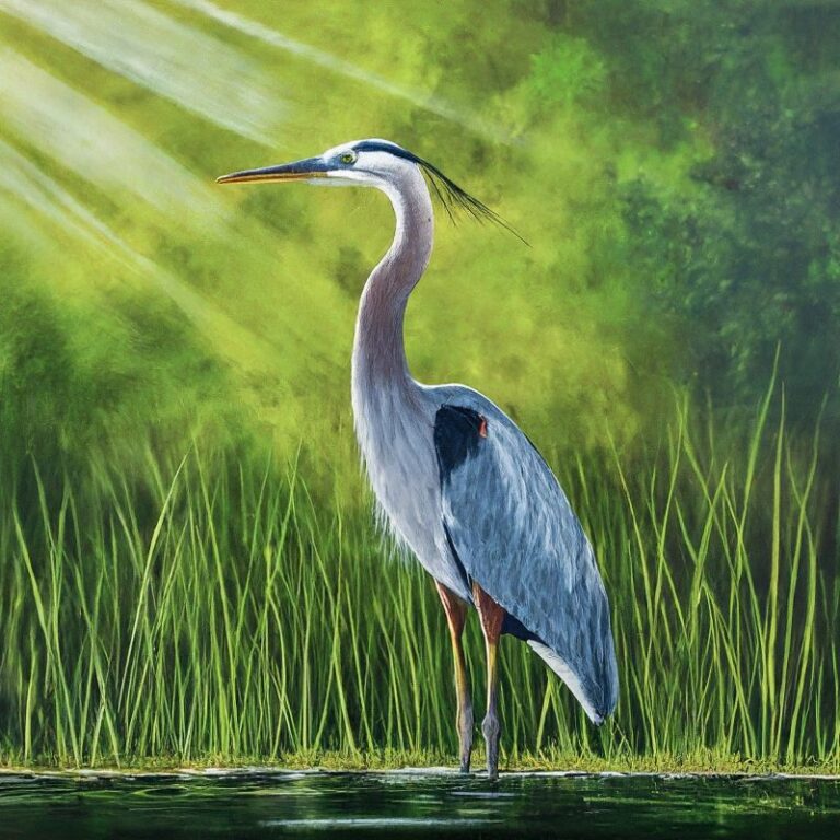 51 Types Of Heron Species: Herons Diversity (With Pictures)