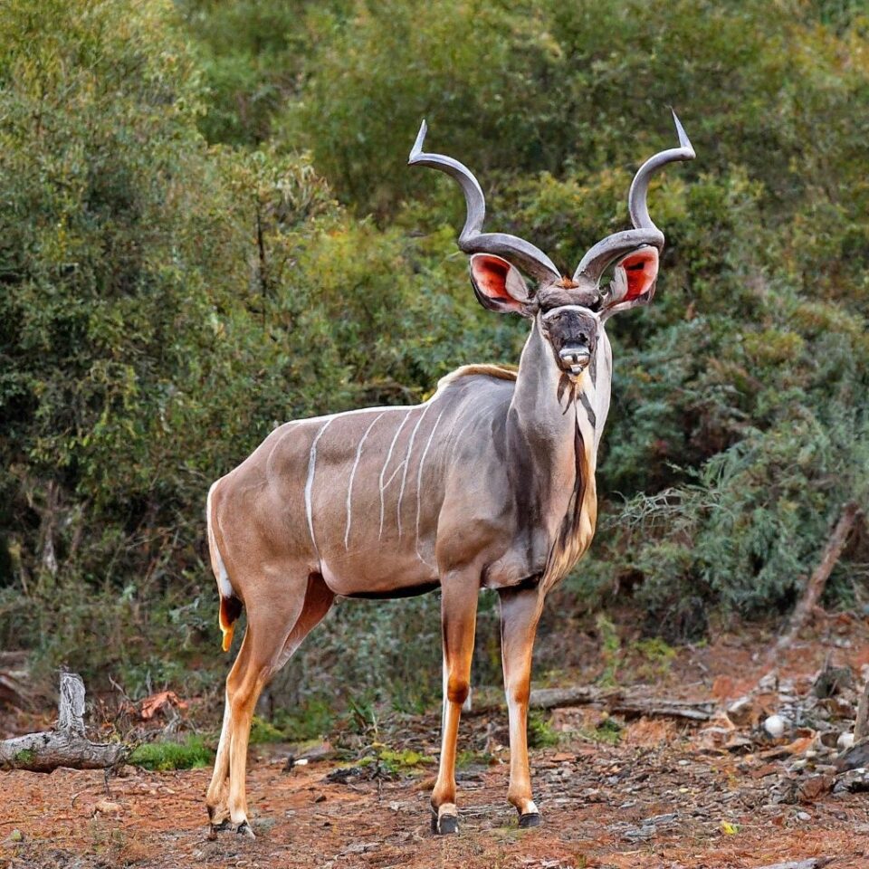 31 Animals That Resemble And Look Like Deer (With Pictures)