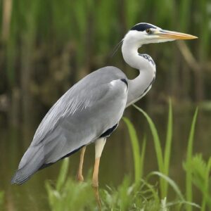 51 Types Of Heron Species: Herons Diversity (With Pictures)
