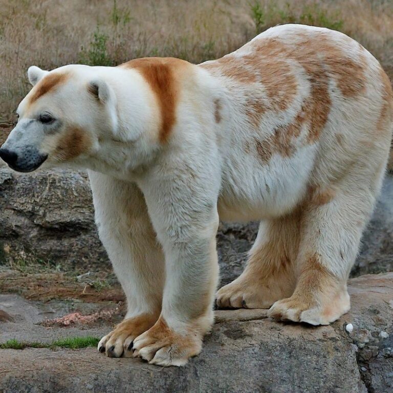 25 Unusual Hybrid Animals That Exists! (With Pictures)