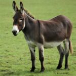 25 Unusual Hybrid Animals That Exists! (With Pictures)