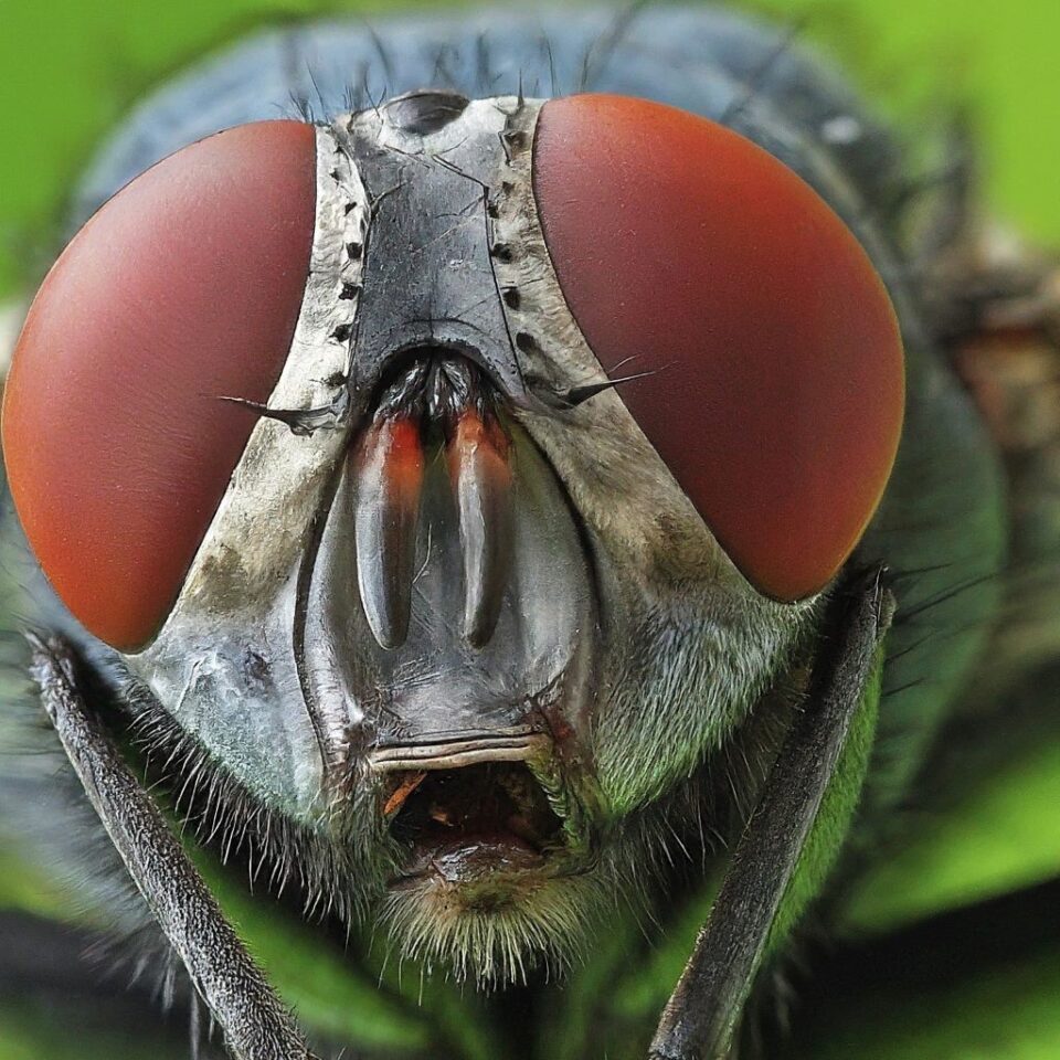 23 Animals With Multiple Eyes (With Pictures)